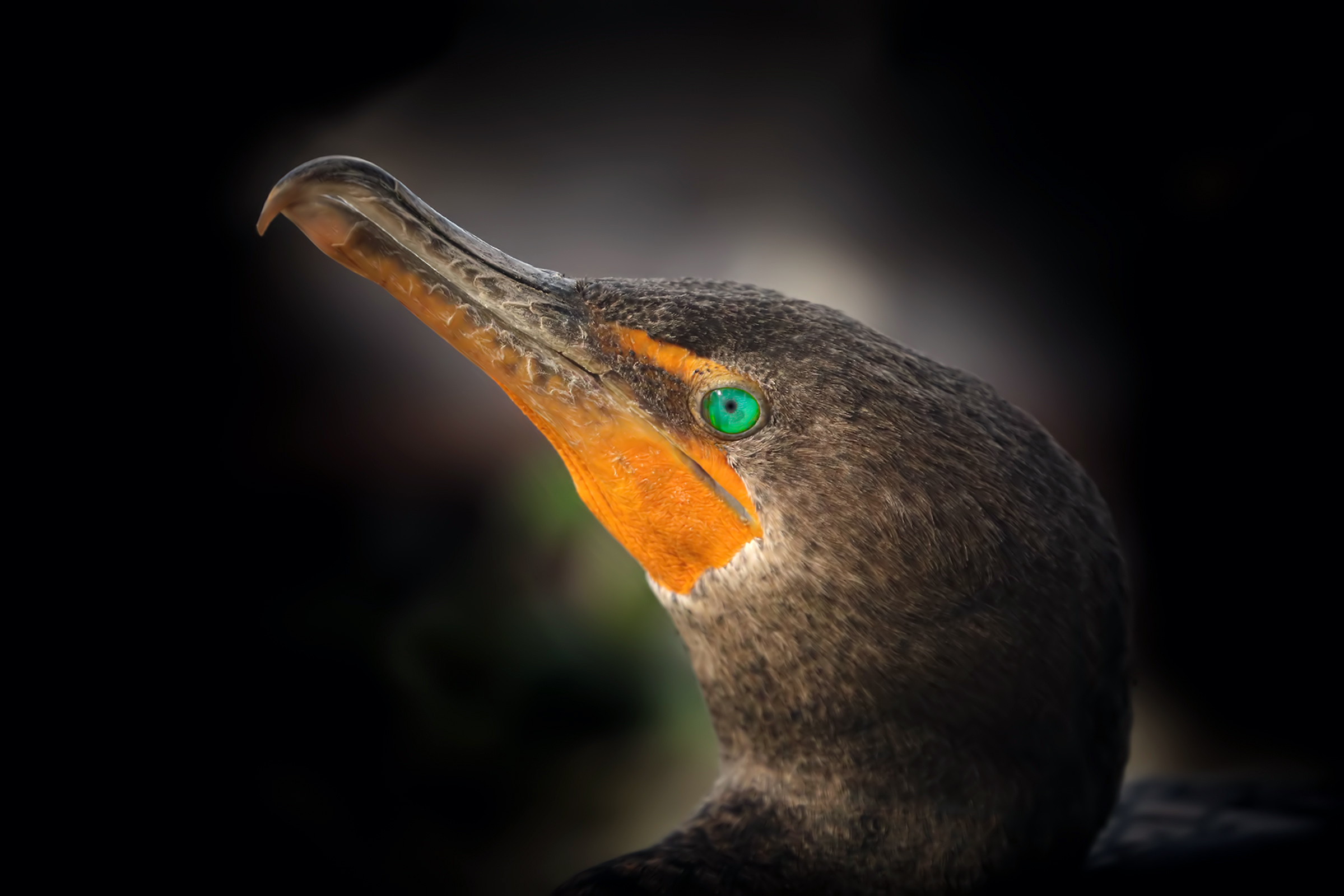 Portrait of a Cormorant | Shutterbug